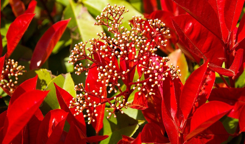 Fraser Photinia - Perfect Evergreen Shrub